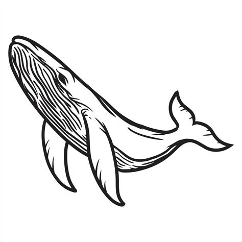 Gu A Para Dibujar Una Ballena Jorobada De Forma F Cil Y R Pida