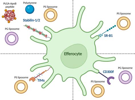 Frontiers Nanoparticles For Inducing Antigen Specific T Cell