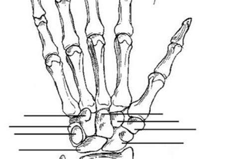 Carpal Bones Diagram