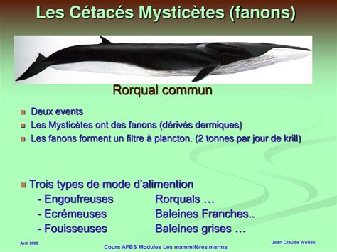 PPT Mammifères marins PowerPoint Presentation free download ID 6067898