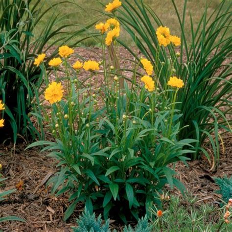 Coreopsis Grandiflora Early Sunrise
