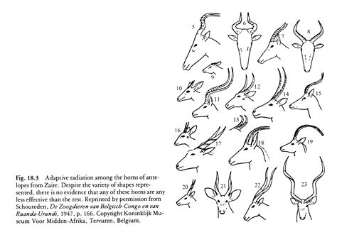Organismal Biology