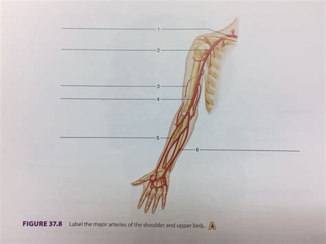 Arteries Of The Shoulder And Arm Diagram Quizlet