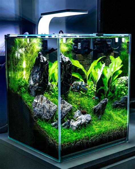 Aquascaping An Aquarium Guide To Aquascape Styles More Artofit