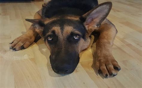Cuáles son las Mejores Razas de Perros para Granja Pastoreo y Control