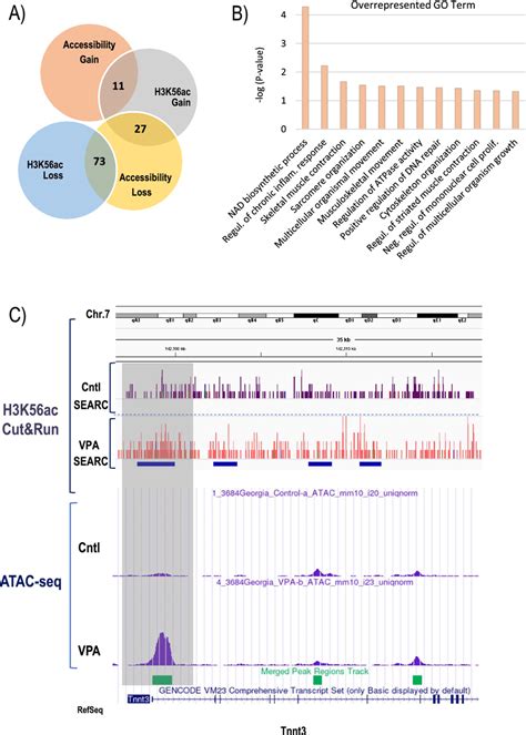 Integrative ATAC Seq CUT RUN Analysis A Venn Diagram Illustrating
