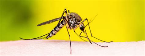 Sabes Qu Es La Malaria