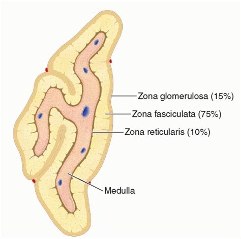 The Adrenal Glands Radiology Key