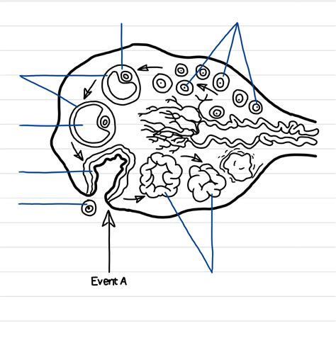 Ovary Diagram Quizlet