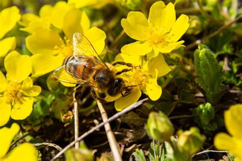 Les effets des pesticides sur la santé des abeilles et des autres