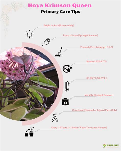 Hoya Krimson Queen Care Propagation Buying Guide