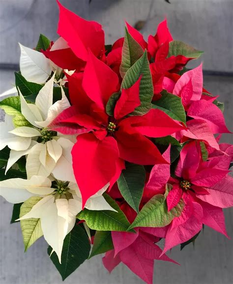 Premium Ice Crystal Poinsettia Wholesale Poinsettia S Ice Crystals
