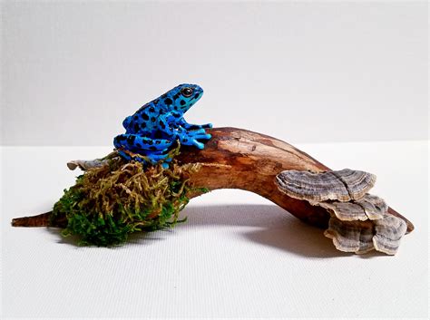 Oophaga Pumilio Colubre Display Piece Em 2022 Arte Argila Arte