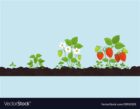 Strawberry Growth Stages Harvest Fragaria Plant Vector Image