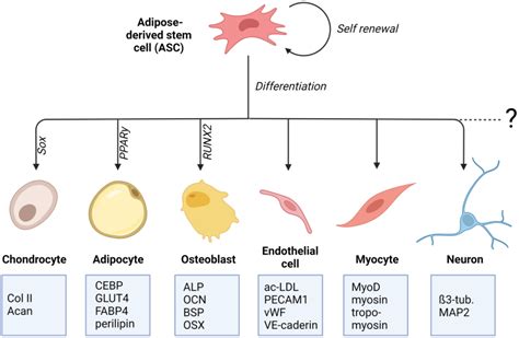Adipose Derived Stem Cells Encyclopedia MDPI