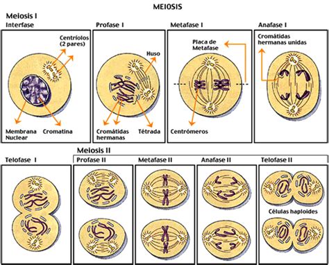 Fases Da Meiose Meiose I S Biologia