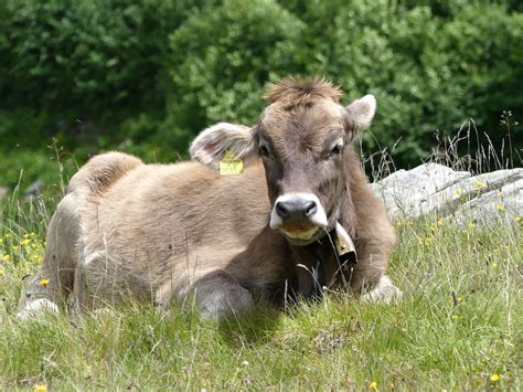 Kühe können so süß sein Fotos hikr org