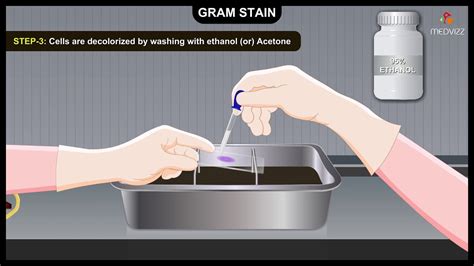 Biology Lab Gram Staining Procedure Animation Microbiology Youtube