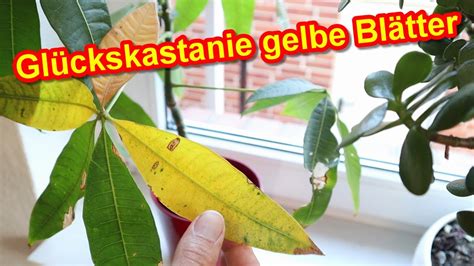 Glückskastanie Pachira Aquatica gelbe Blätter URSACHE LÖSUNG