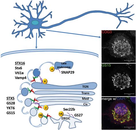 Frontiers Defects In The COG Complex And COG Related Trafficking