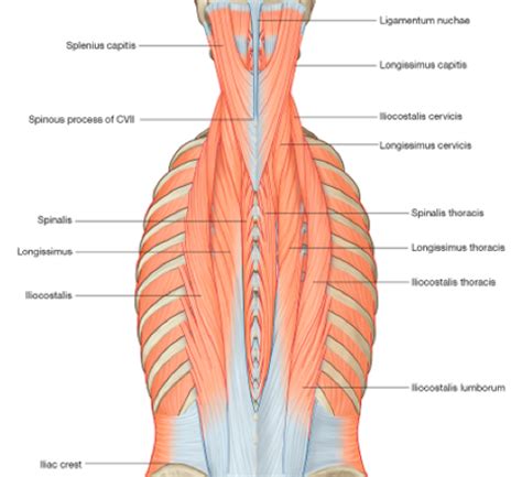 Deep Muscles Of The Back Diagram Quizlet
