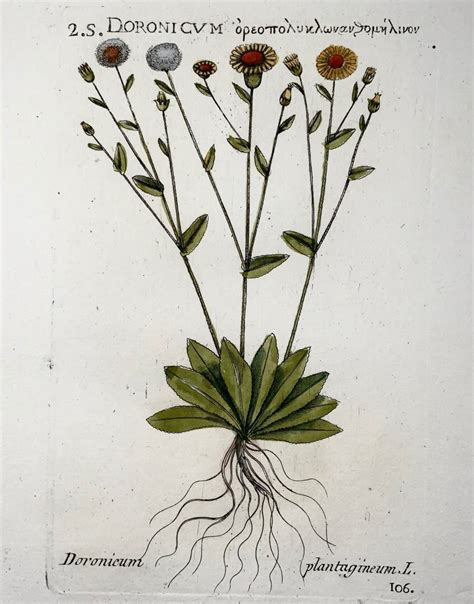 Lot Of 3 Engravings Pierre Richer De Belleval 1564 1632 Botany