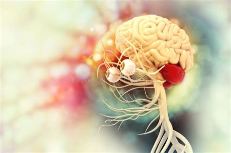 Anatomie Van Het Menselijk Brein Centraal Orgaan Van Het Menselijk