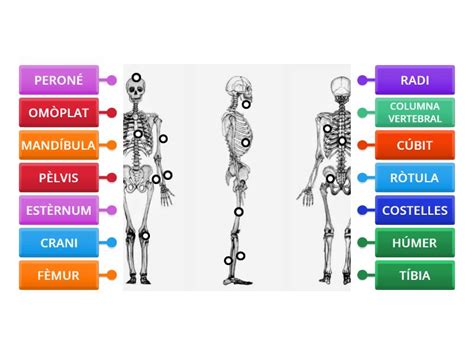 APARELL LOCOMOTOR ELS OSSOS Labelled Diagram