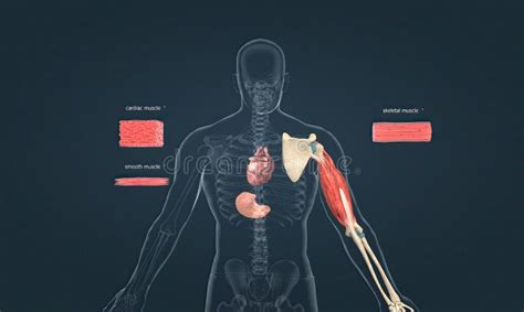Types Of Muscle Tissue In The Human Body Stock Illustration