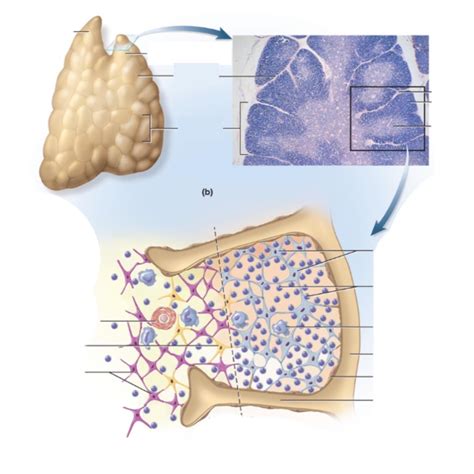 Thymus Diagram Quizlet