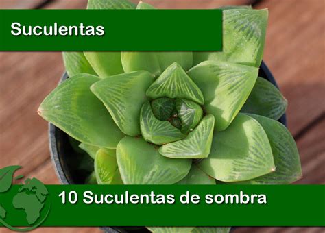 Consejos Para Cuidar Tus Suculentas En El Exterior Plantasman A