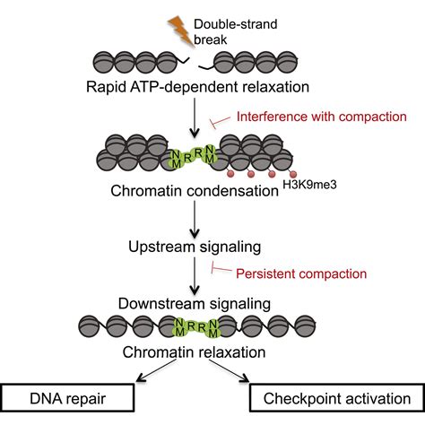 Activation Of DNA Damage Response Signaling By Condensed Chromatin