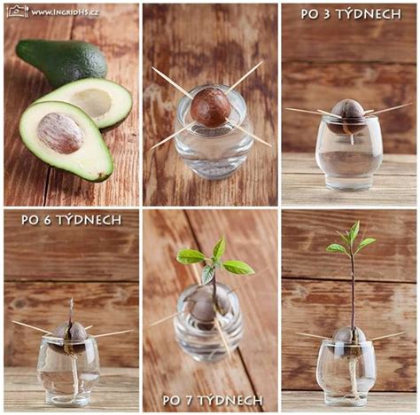 Huerto En Casa AGUACATE Como Germinar Un Hueso De Aguacate Video