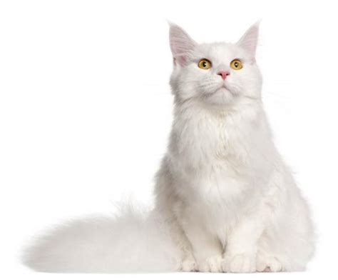 Las Razas Como Es La Raza De Gato Maine Coon Maine Coon