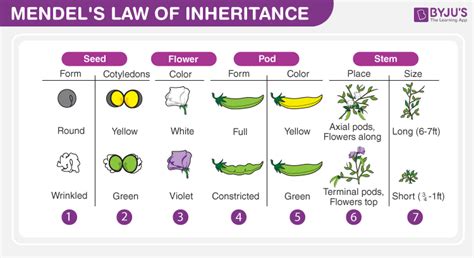 Laws Of Inheritance Mendel S Laws And Experiments Off