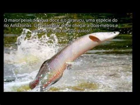 Fatos Sobre Os Peixes Peixes Cia Youtube