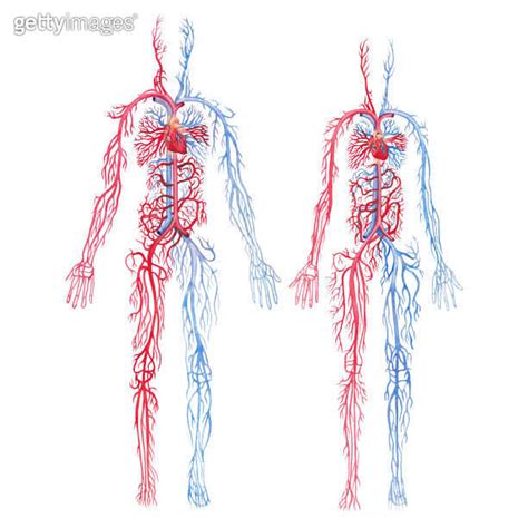 Illustration Showing Human Circulatory System With Red Arteries And