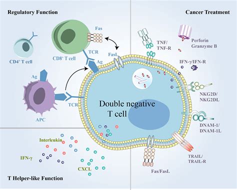 Frontiers CD3 CD4 CD8 Double Negative T Cells In Inflammation