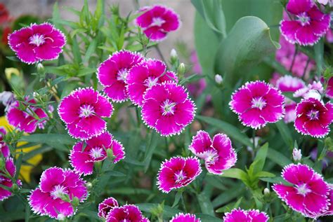 Blommor Sommar Gröna Gratis foto på Pixabay Pixabay