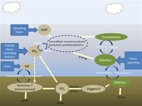 Phosphorus Cycling In Marine Environment PIP Particulate Inorganic