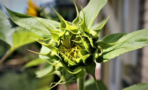 Mando Capullo De La Flor Girasol Foto Gratis En Pixabay Pixabay