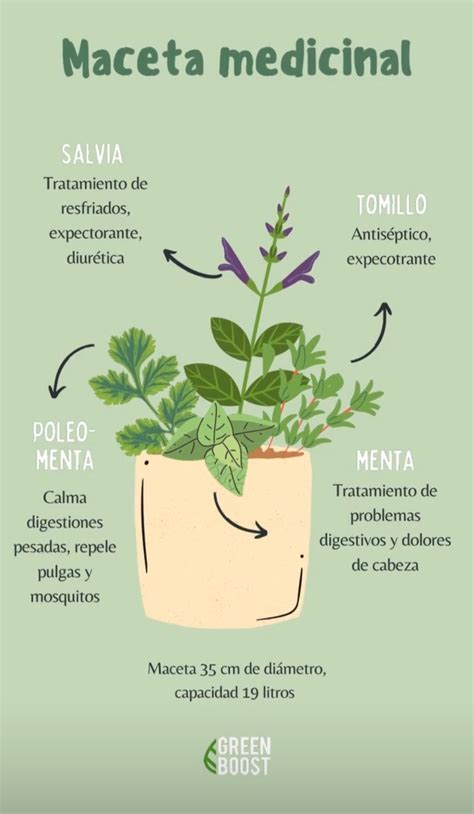 Plantas Medicinales Que Podemos Cultivar En Casa Artofit