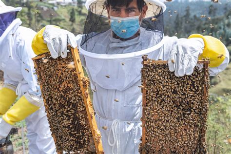 Harvesting And Bottling Honey The Ultimate Guide