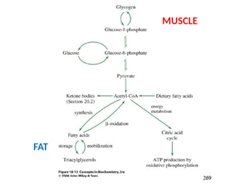 Biochemistry Lecture Flashcards Quizlet