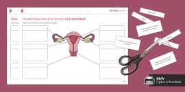 RSHP Female Reproductive System Labelling Activity Twinkl