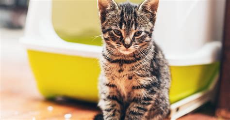 Los Trucos Definitivos Para Evitar Que Un Gato Se Escape