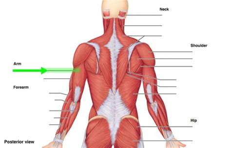 Anatomy Muscular System Major Muscles Of The Body Images