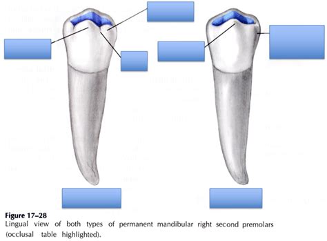 Right Second Premolars Lingual View Diagram Quizlet