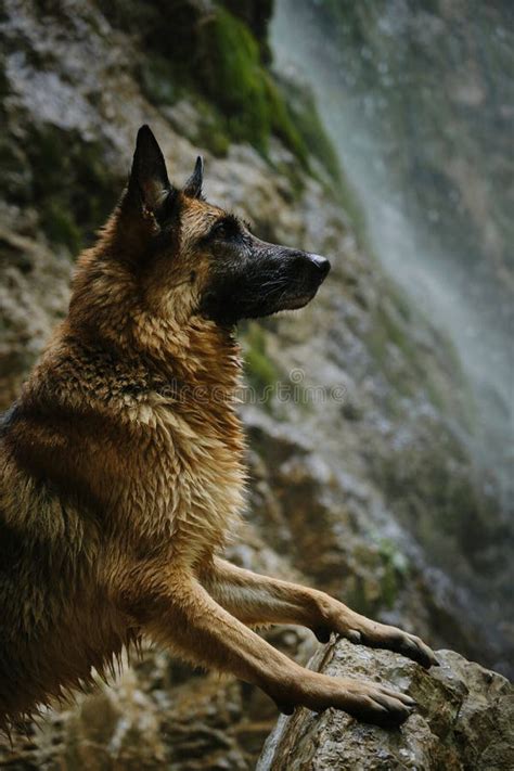 Hiking In Mountain River In Nature With Pet Side View Red Wet German