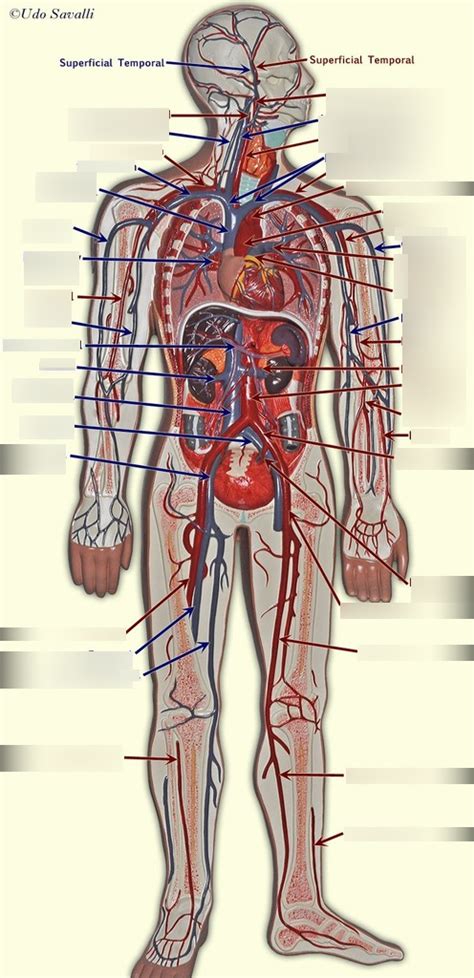 A P II Lab Unit 2 Blood Vessel Identification Diagram Quizlet